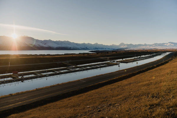 MCAS-Video - Mt Cook Alpine Salmon - Freshwater King Salmon New Zealand